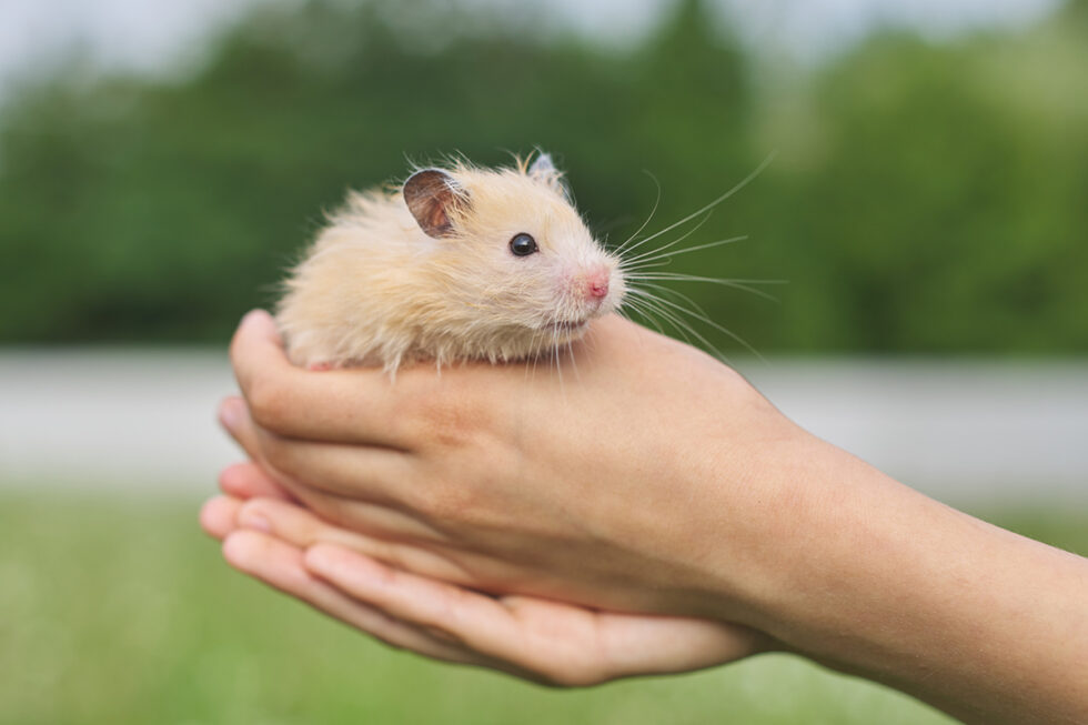 Soorten hamsters, welke zijn er en welke mogen in Nederland?