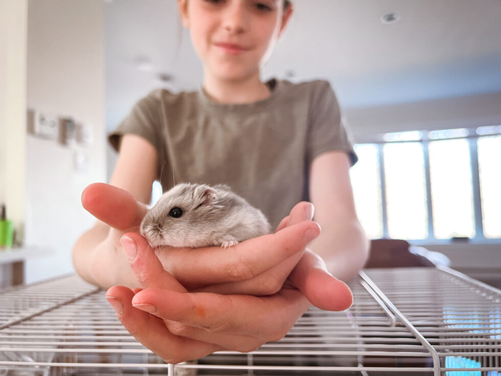 Hamsters informatie nodig? Alles over de hamster!